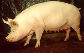 Porc large white Truie 320 kg - Allô boudem | Cameroun